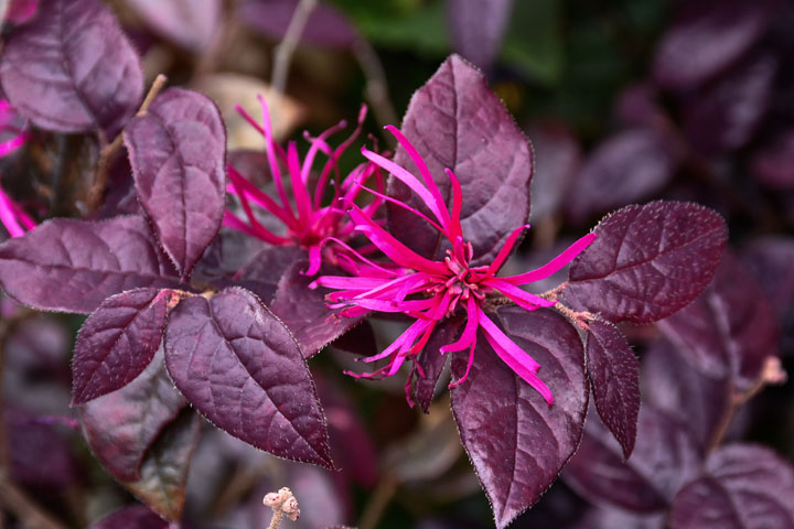 Combined/l_plumgorgeous_pmagarden_oct_2022_05.0.jpg