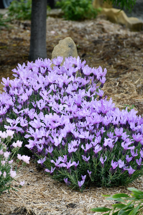 Queen Flower Tree Queen Of The Prairie | BrecksBulbs.ca – Brecks