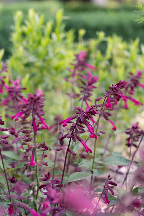 Wishing Plant Salvia 'Wendy's Wish' | Stunning Pink Flowering Salvia