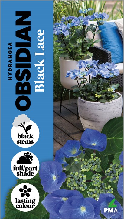 Obsidian What Country They Grow Plants