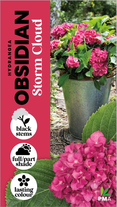 Obsidian What Country They Grow Plants