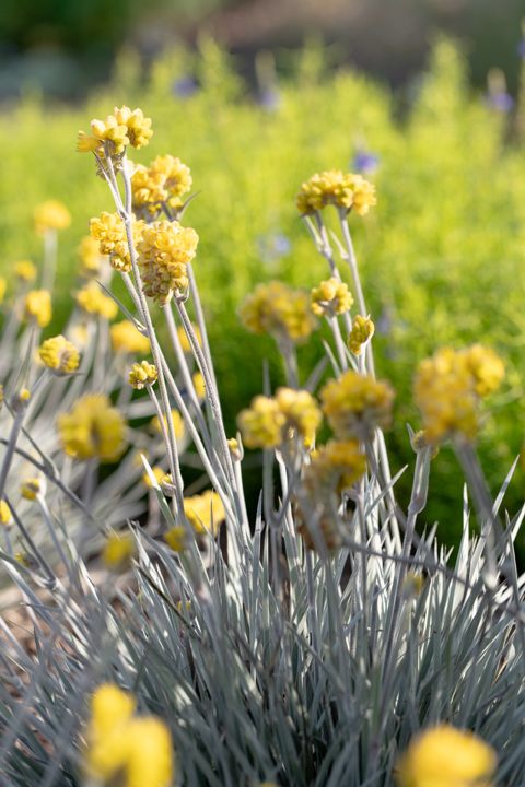 Support Centre/Plants/1280286277/WebsiteGallery/Conostylis-Silver ...