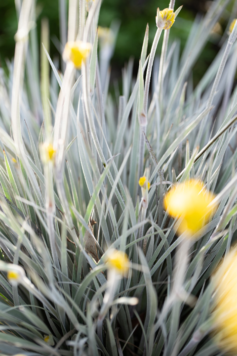 Support Centre/Plants/1280286277/WebsiteGallery/Conostylis-Silver ...