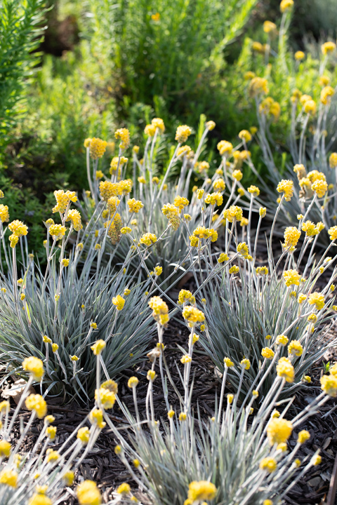 Support Centre/Plants/1280286277/WebsiteGallery/Conostylis-Silver ...