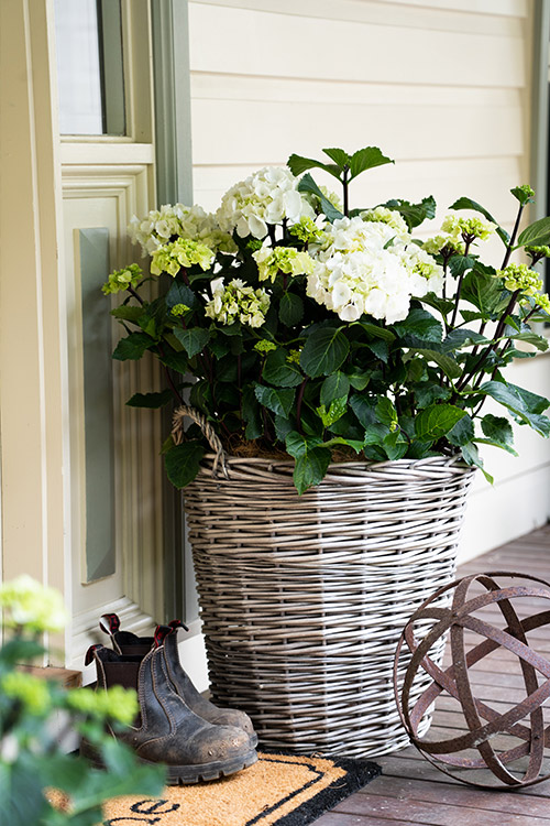 Support Centre/Plants/2144398572/WebsiteGallery/H-whiteknight-pma.0.jpg