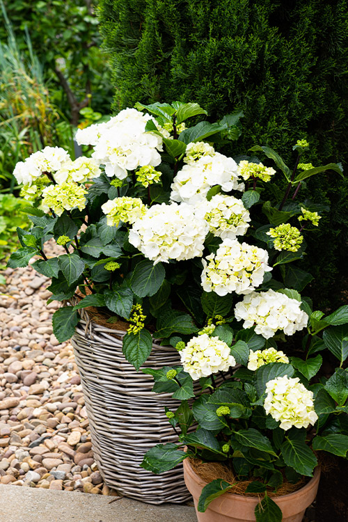 Support Centre/Plants/2144398572/WebsiteGallery/H-whiteknight-pma1.0.jpg