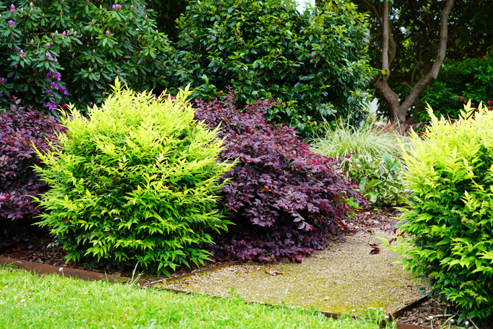 Nandina Plant Nandina 'AKA' PBR Blush TM