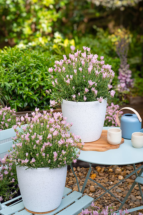 Support Centre/Plants/2144399383/WebsiteGallery/L_Baby_Pink_Princess ...