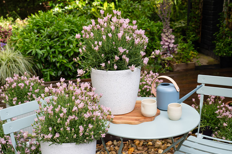 Support Centre/Plants/2144399383/WebsiteGallery/L_Baby_Pink_Princess ...