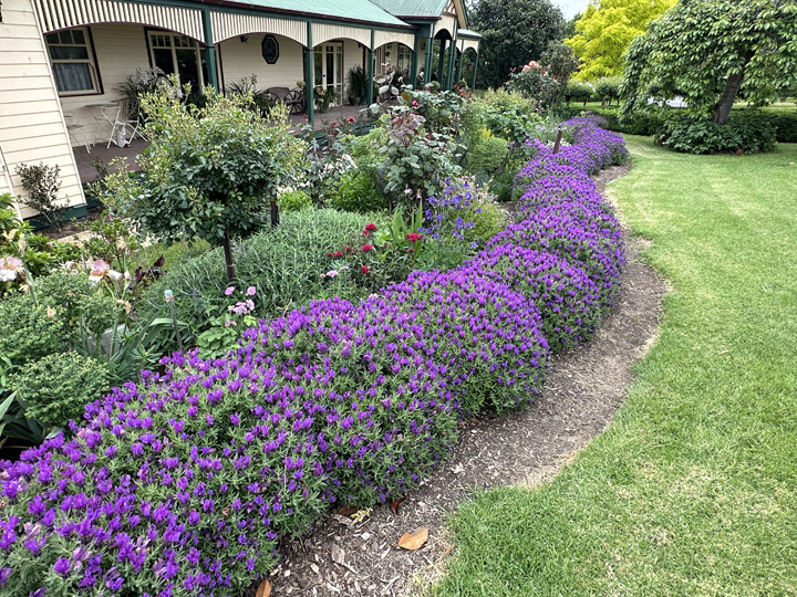 Support Centre/Plants/2144399385/WebsiteGallery/L-thePrince-hedge-pma1 ...