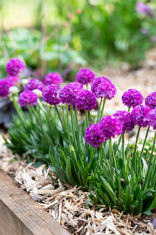 Support Centre/Plants/2144399402/WebsiteGallery/A-Dreameria-vividdreams.0.jpg