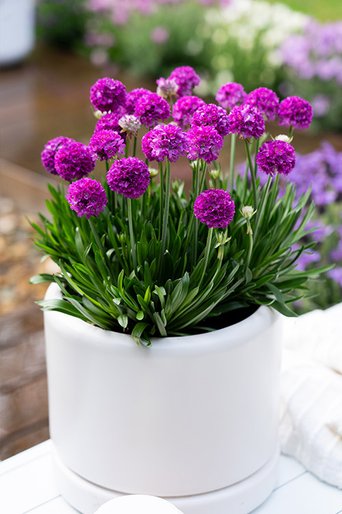 Support Centre/Plants/2144399402/WebsiteGallery/A-Dreameria-vividdreams1.0.jpg