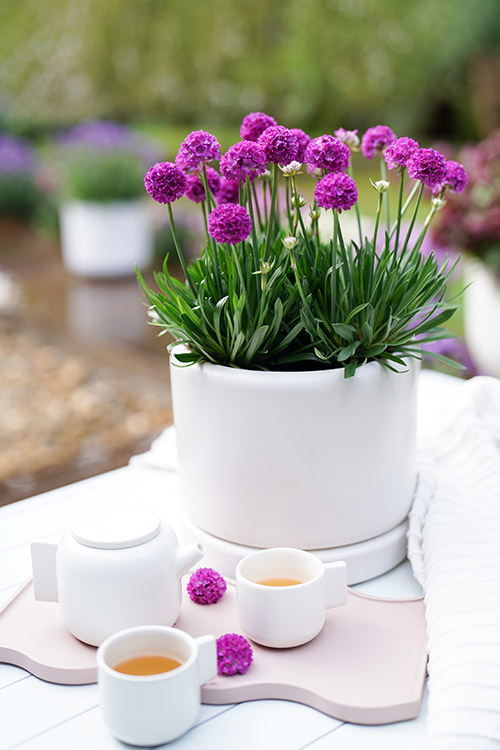 Support Centre/Plants/2144399402/WebsiteGallery/A-Dreameria ...