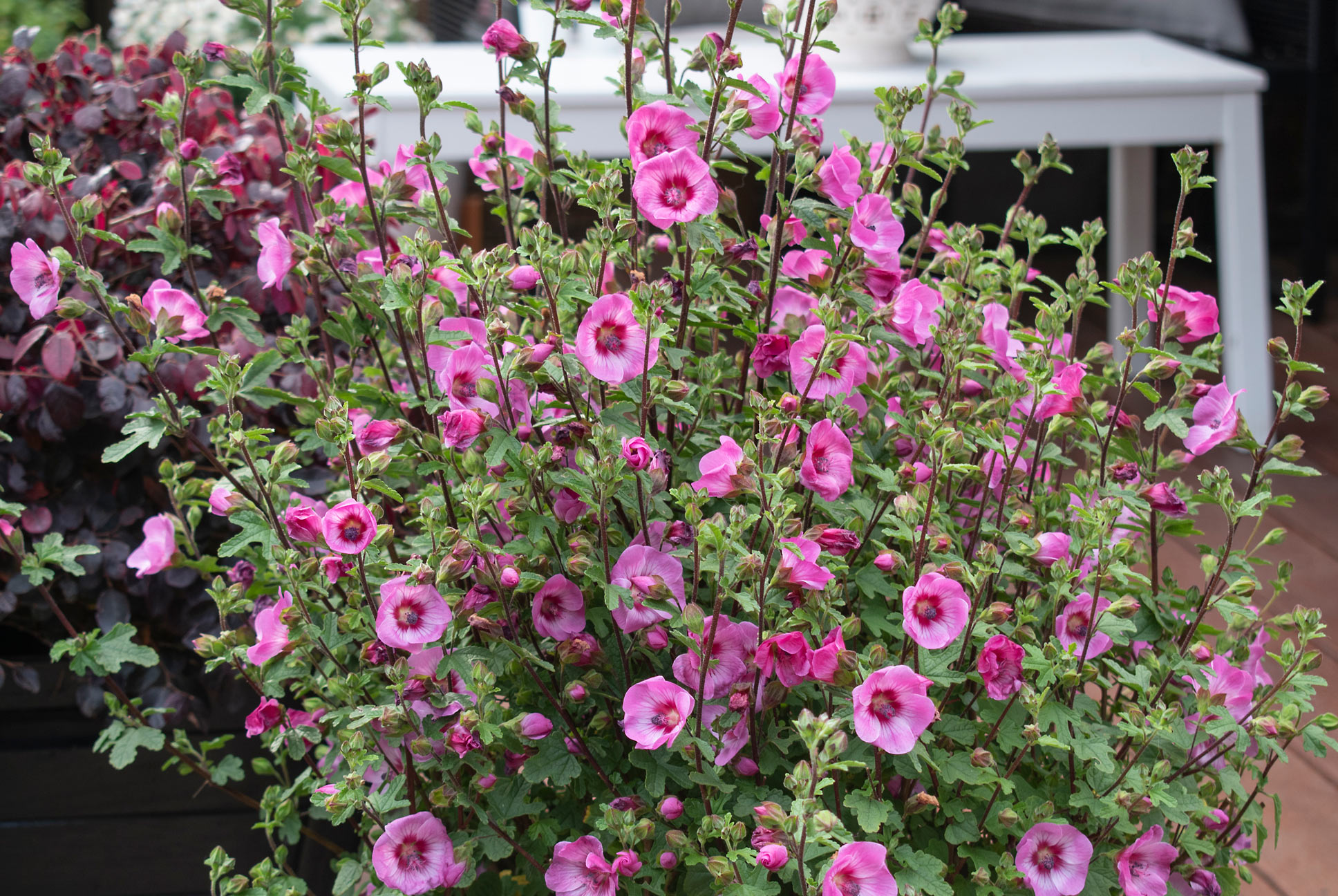 Support Centre/Plants/2144399408/WebsiteGallery/African-Rose-A-Dayo-pma ...