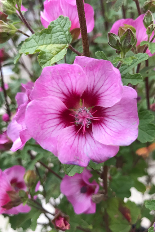 Support Centre/Plants/2144399408/WebsiteGallery/African-Rose-A-Dayo ...