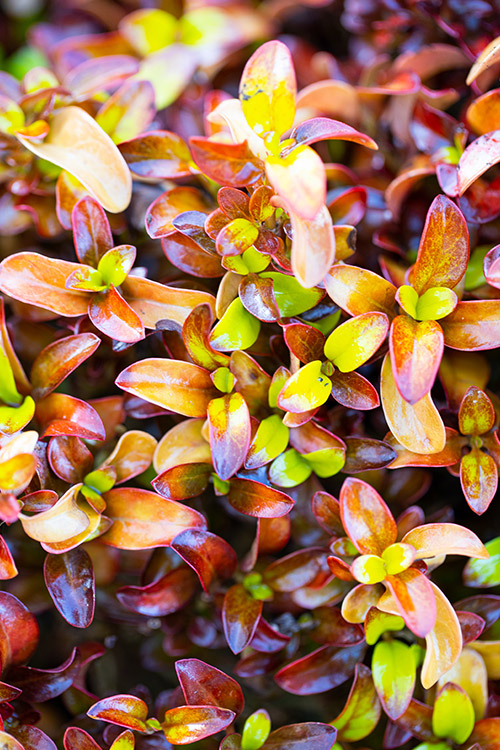 Support Centre/Plants/2144399582/WebsiteGallery/Coprosma-Chameleon2.0.jpg