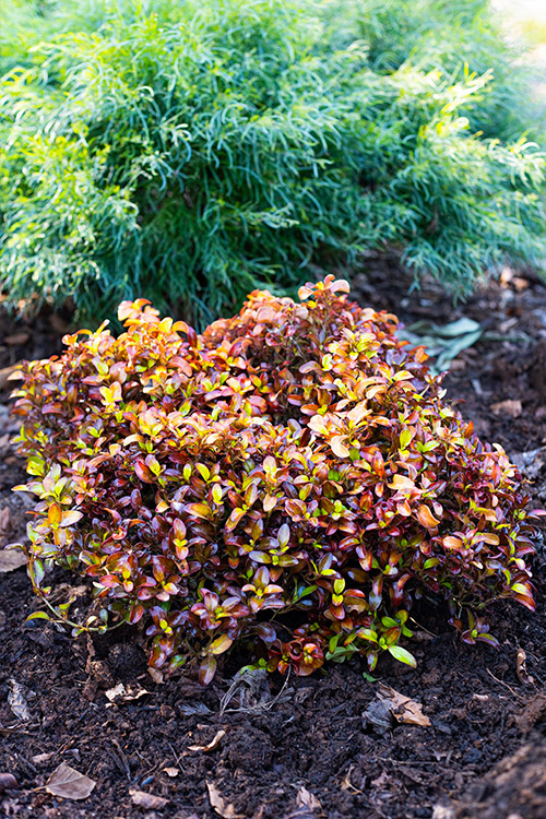 Support Centre/Plants/2144399582/WebsiteGallery/Coprosma-Chameleon3.0.jpg