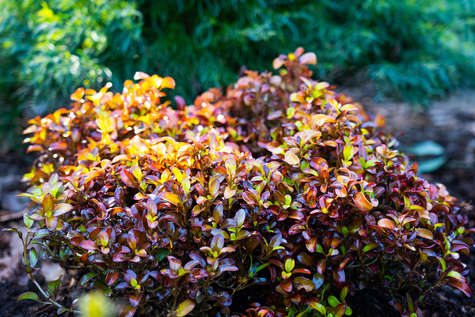 Support Centre/Plants/2144399582/WebsiteGallery/Coprosma-Chameleon4.0.jpg