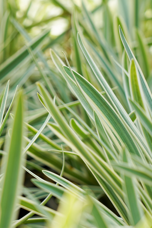 Support Centre/Plants/2144399930/WebsiteGallery/A-Goldenpixie-pma4.0.jpg