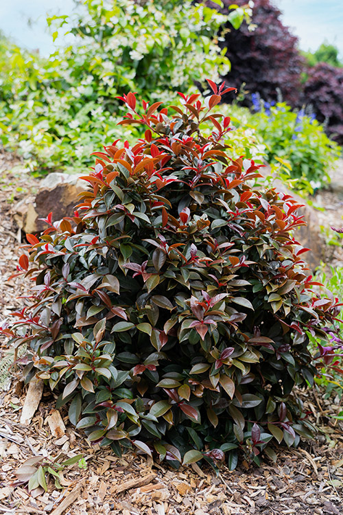 Support Centre/Plants/2144400070/WebsiteGallery/Syzygium-Cheeky-Little ...