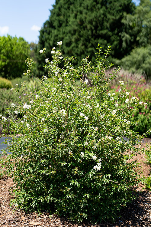 Support Centre/Plants/2144400129/WebsiteGallery/P-Fragrant-Star-PMA.0.jpg