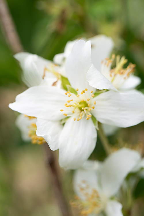 Support Centre/Plants/2144400129/WebsiteGallery/P-Fragrant-Star-PMA1.0.jpg