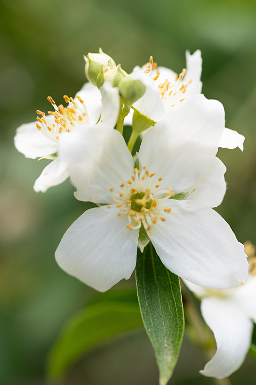 Support Centre/Plants/2144400129/WebsiteGallery/P-Fragrant-Star-PMA2.0.jpg