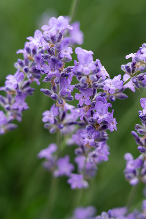 Single Lavender Flower