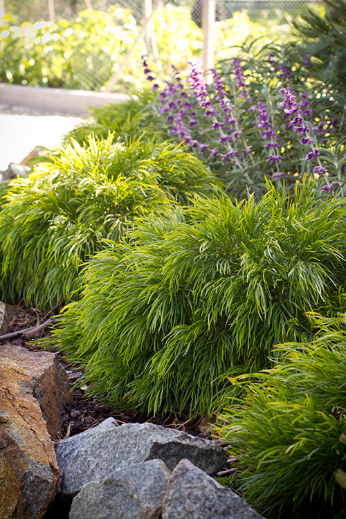 Limelight Shrub