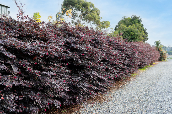 Support Centre/Plants/935060317/WebsiteGallery/L-PlumGorgeous-hedge-pma ...