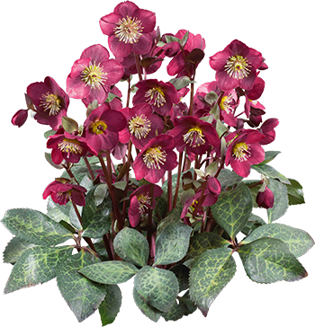 Helleborus 'Anna's Red'