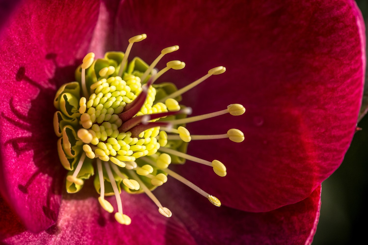 Website/Plants/1040087262/Images/Gallery/H.Annas Red-5-SC.0.jpg