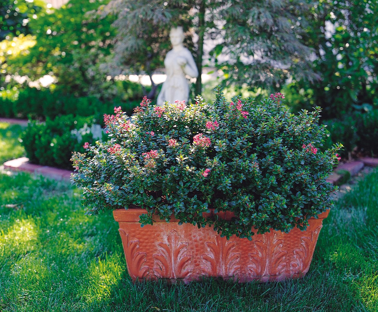 Pink Mini Hedges