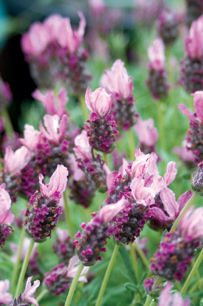 Website/Plants/1179185335/Images/Gallery/l_withlove_02.0.jpg