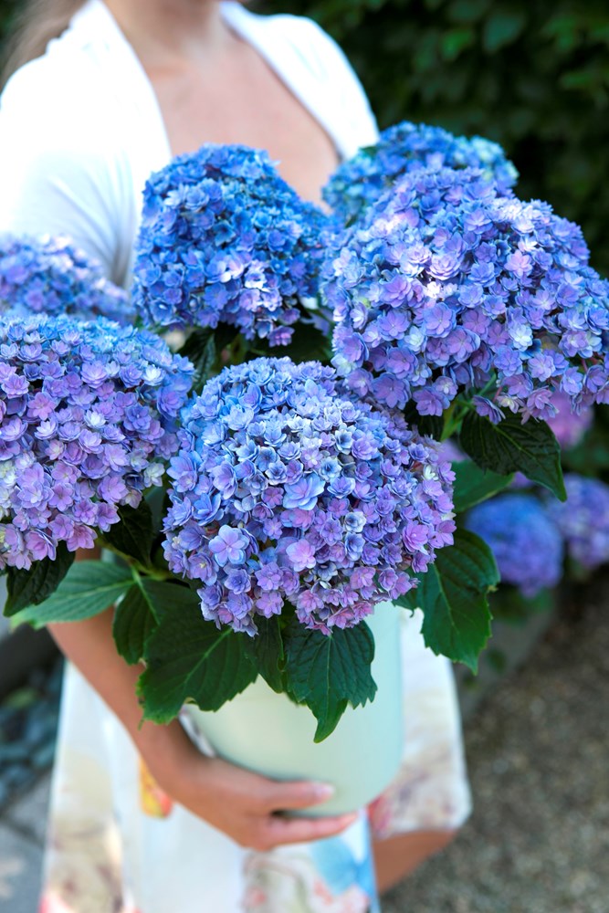 Website/Plants/1181180131/Images/Gallery/MOH-Together 4 - 0135.0.jpg