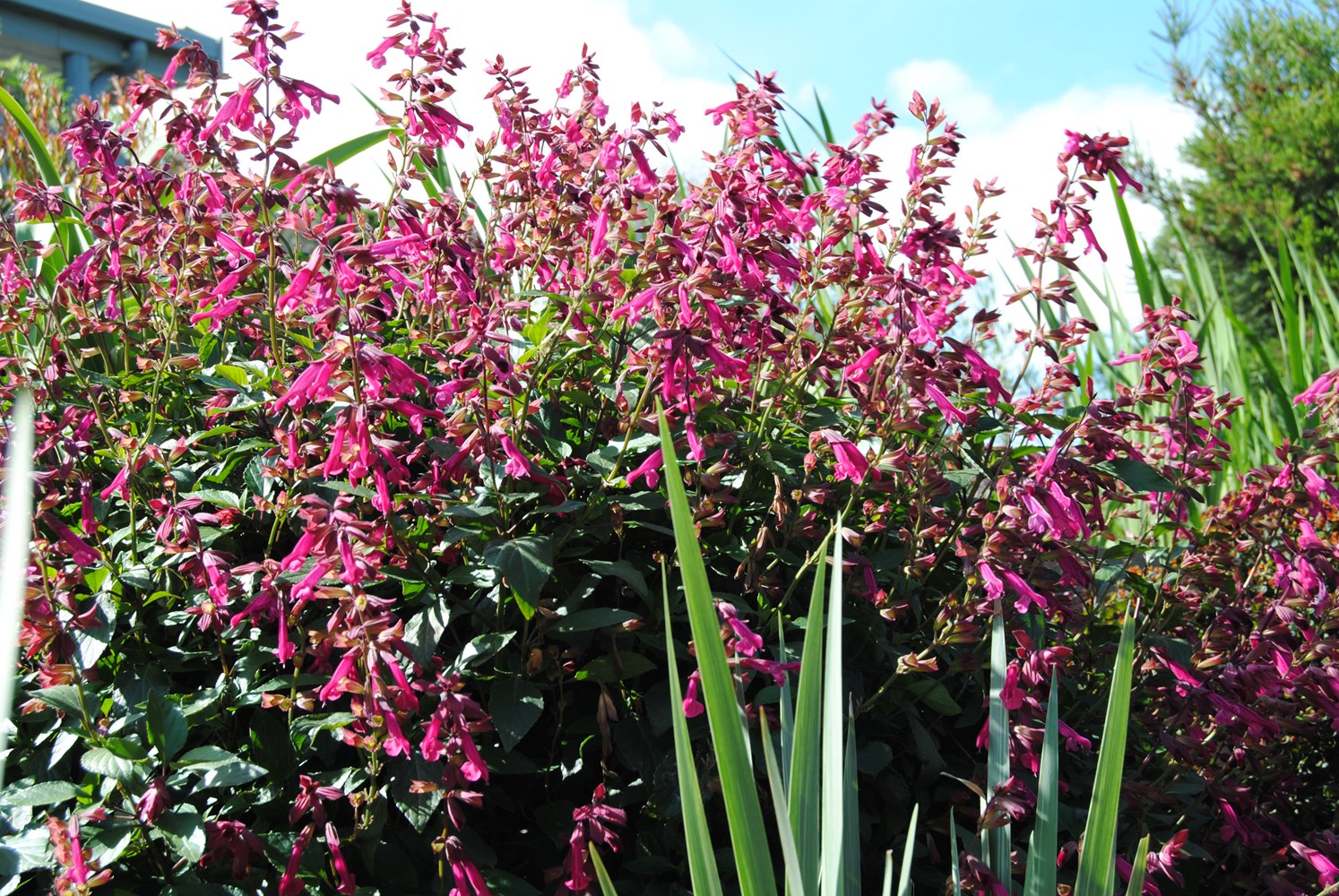 Wishing Plant Salvia 'Wendy's Wish' | Stunning Pink Flowering Salvia