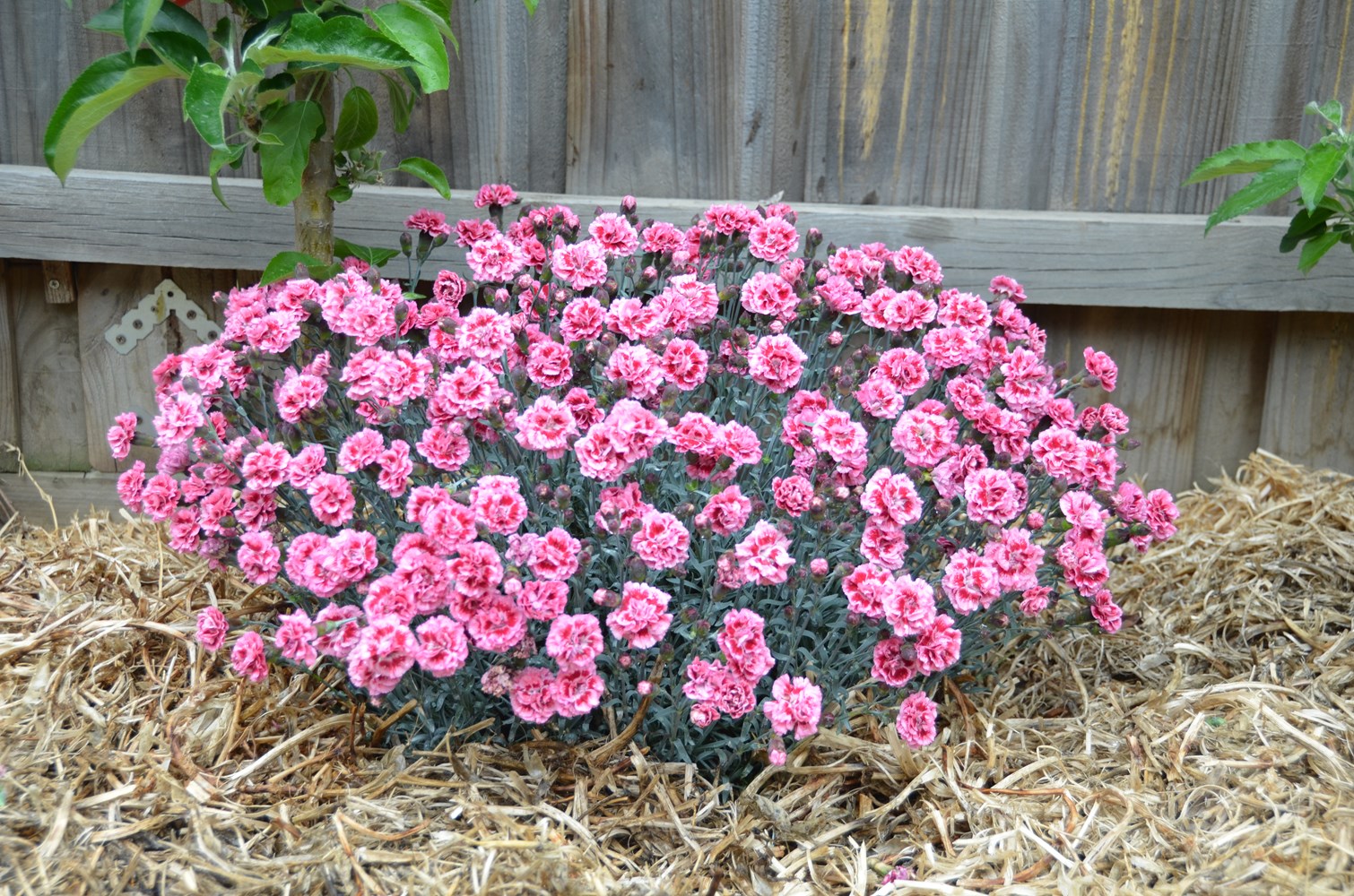 Website/Plants/1264596412/Images/Gallery/d_sugarplum_07.0.jpg