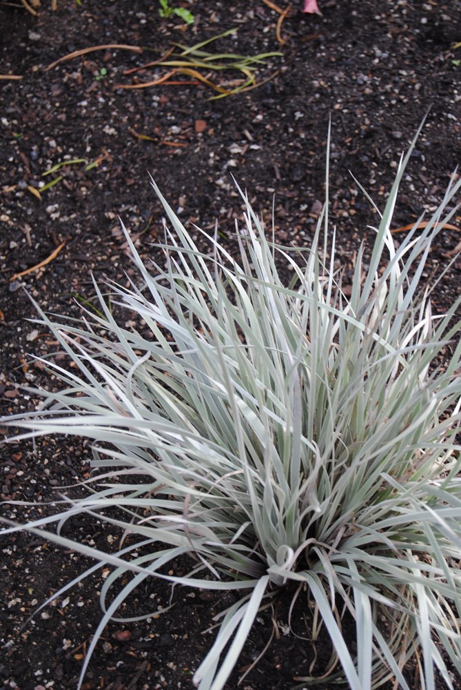 Website/Plants/1280286277/Images/Gallery/c_silversunrise_02.0.jpg