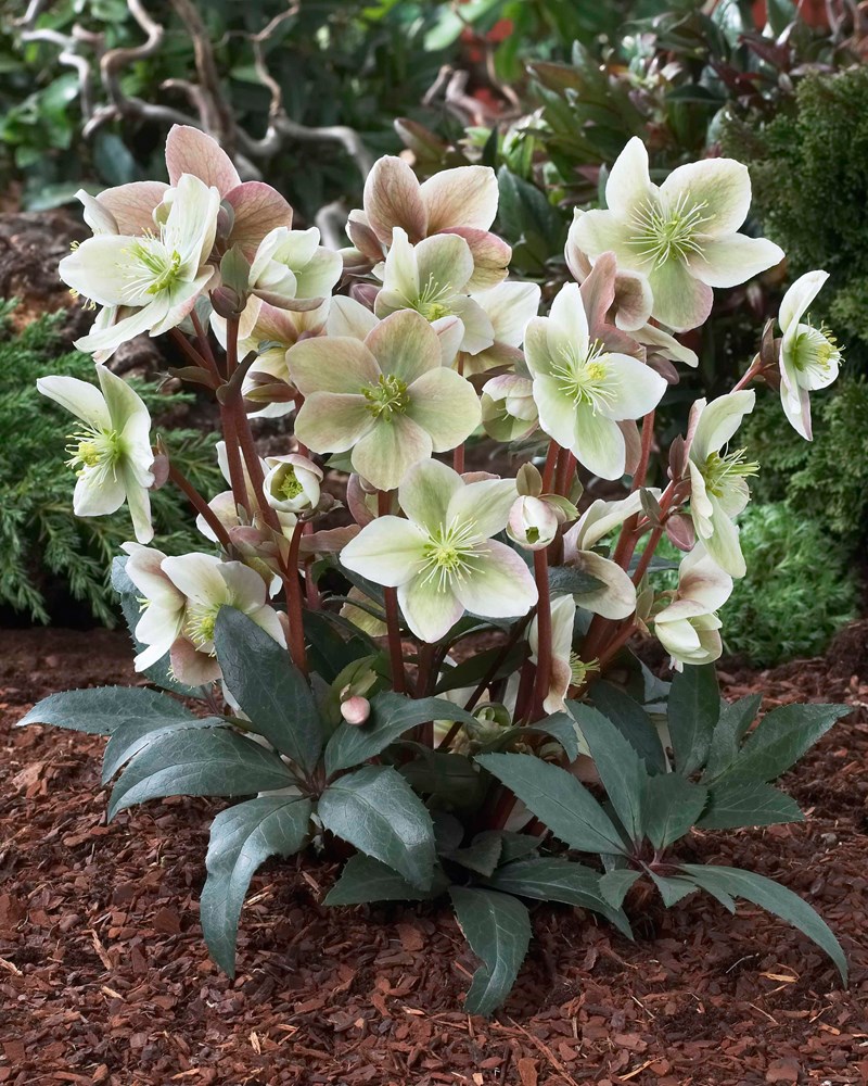 Hellebores In Winter