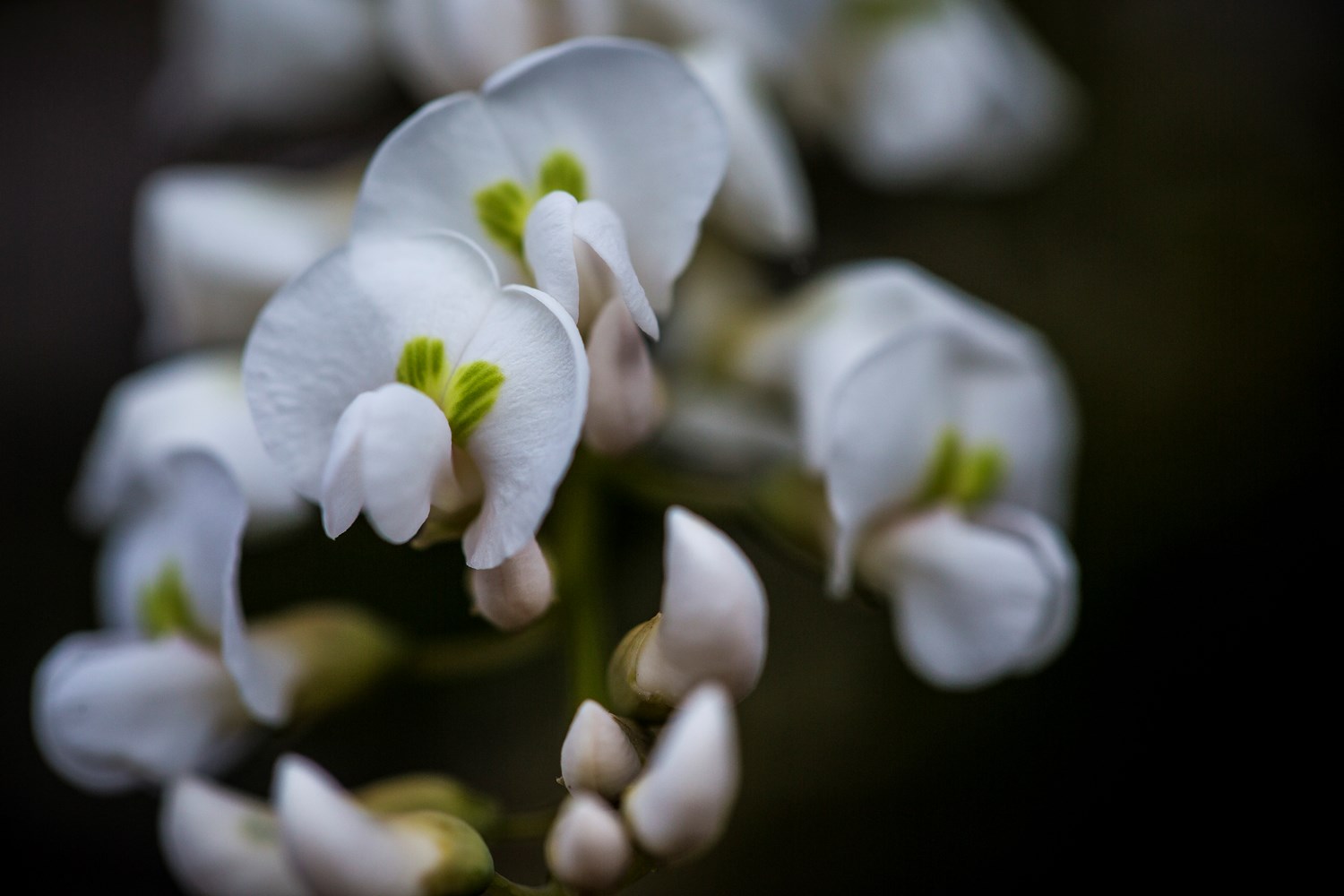 Website/Plants/147/Images/Gallery/h_whiteout_05.0.jpg