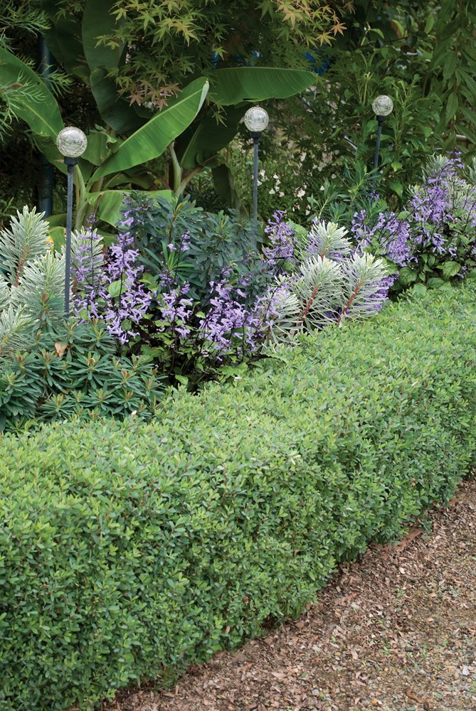 Website/Plants/1507700495/Images/Gallery/l_foreshore_01.0.jpg