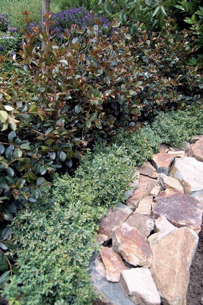 Website/Plants/1507700495/Images/Gallery/l_foreshore_03.0.jpg