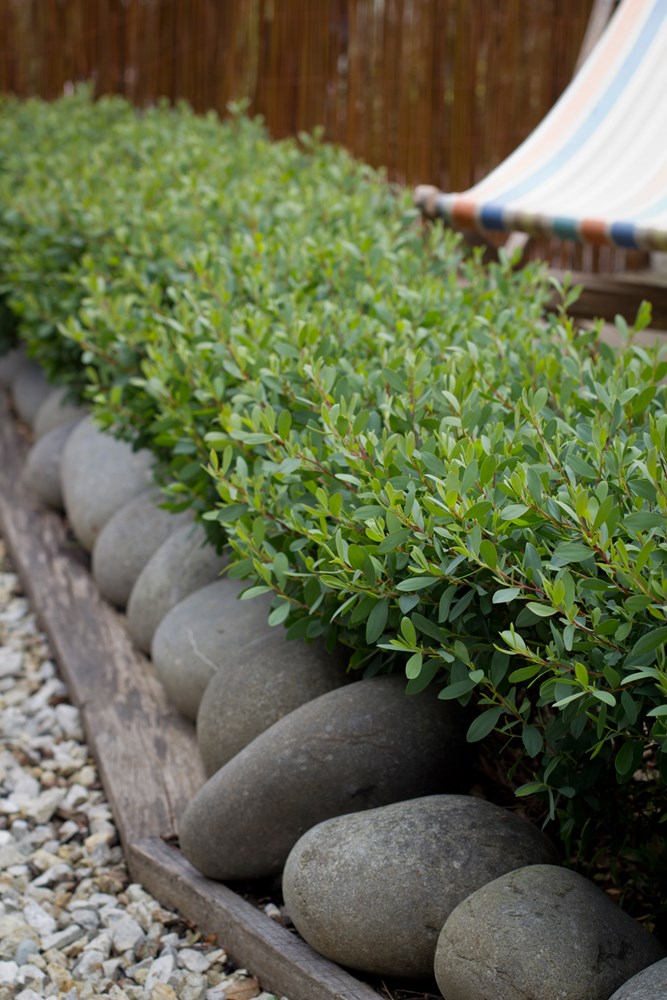 Website/Plants/1507700495/Images/Gallery/l_foreshore_05.0.jpg