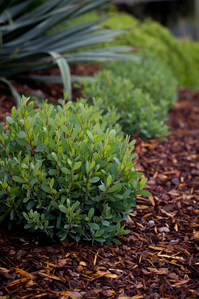 Website/Plants/1507700495/Images/Gallery/l_foreshore_06.0.jpg