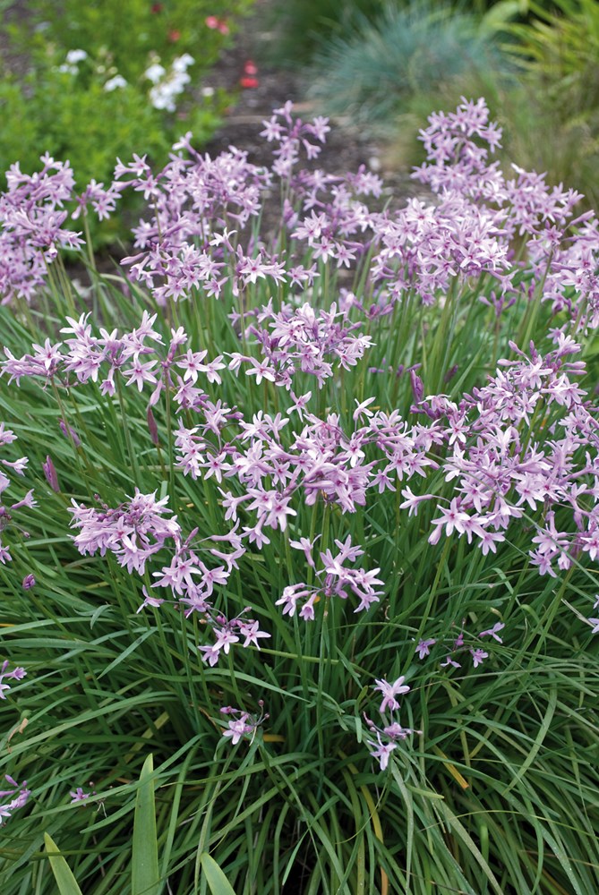 Website/Plants/1560125205/Images/Gallery/t_darkstar_04.0.jpg