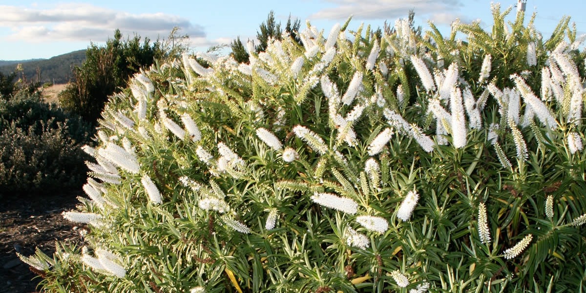 Plants Management Australia - Hebe 'Snowdrift'