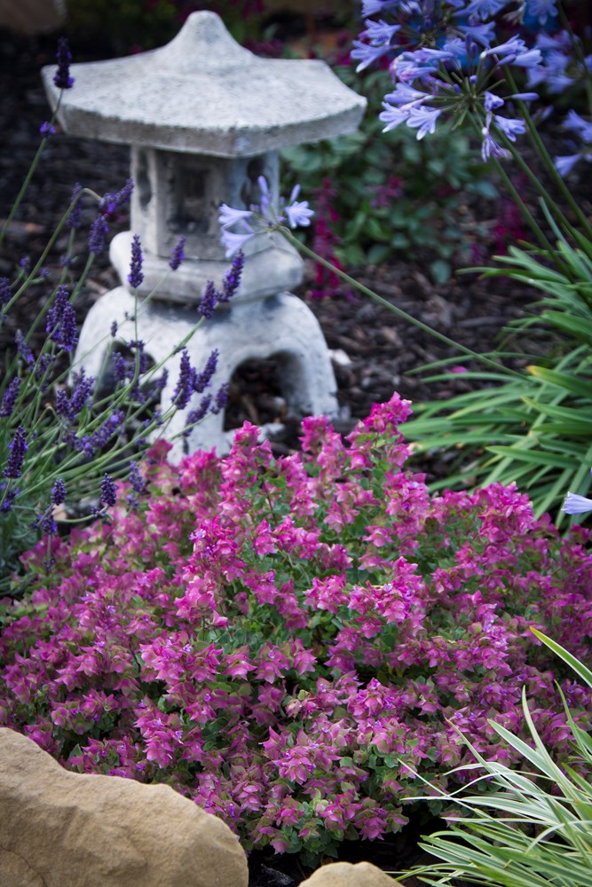 Website/Plants/1611777346/Images/Gallery/o_bellissimo_02.0.jpg