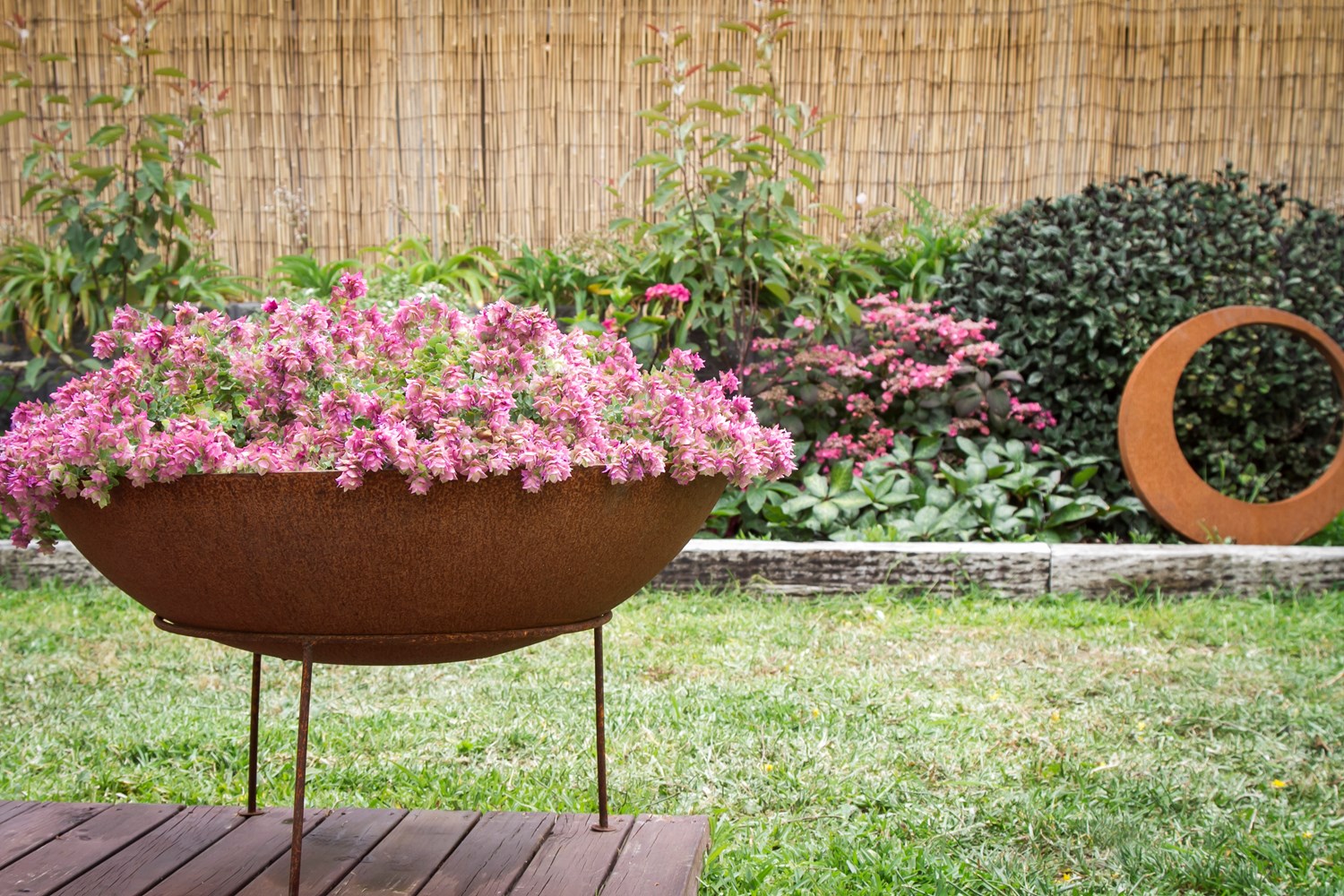 Website/Plants/1611777346/Images/Gallery/o_bellissimo_05.0.jpg