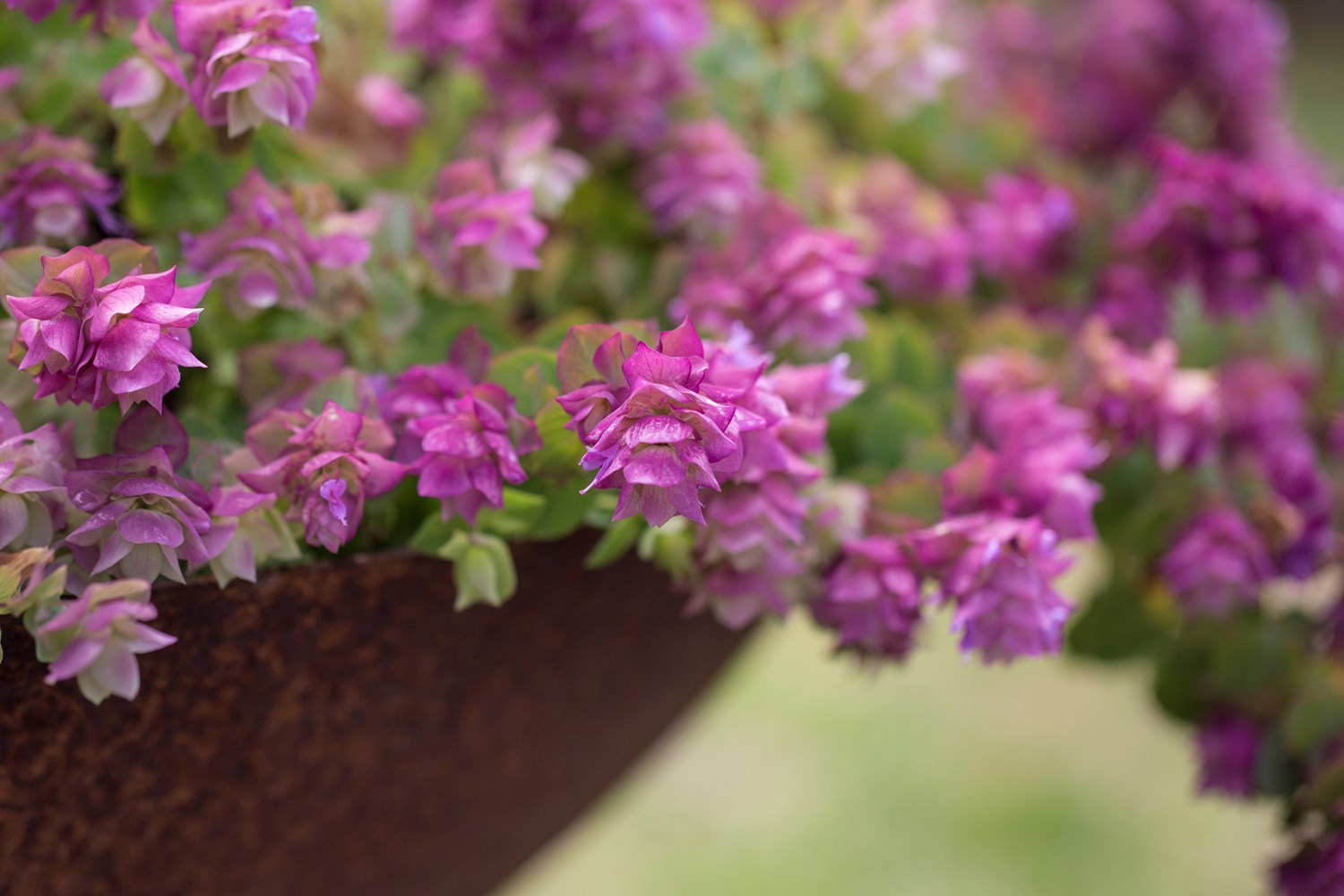 Website/Plants/1611777346/Images/Gallery/o_bellissimo_09.0.jpg