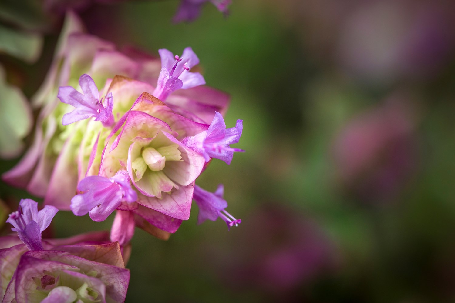 Website/Plants/1611777346/Images/Gallery/o_bellissimo_12.0.jpg